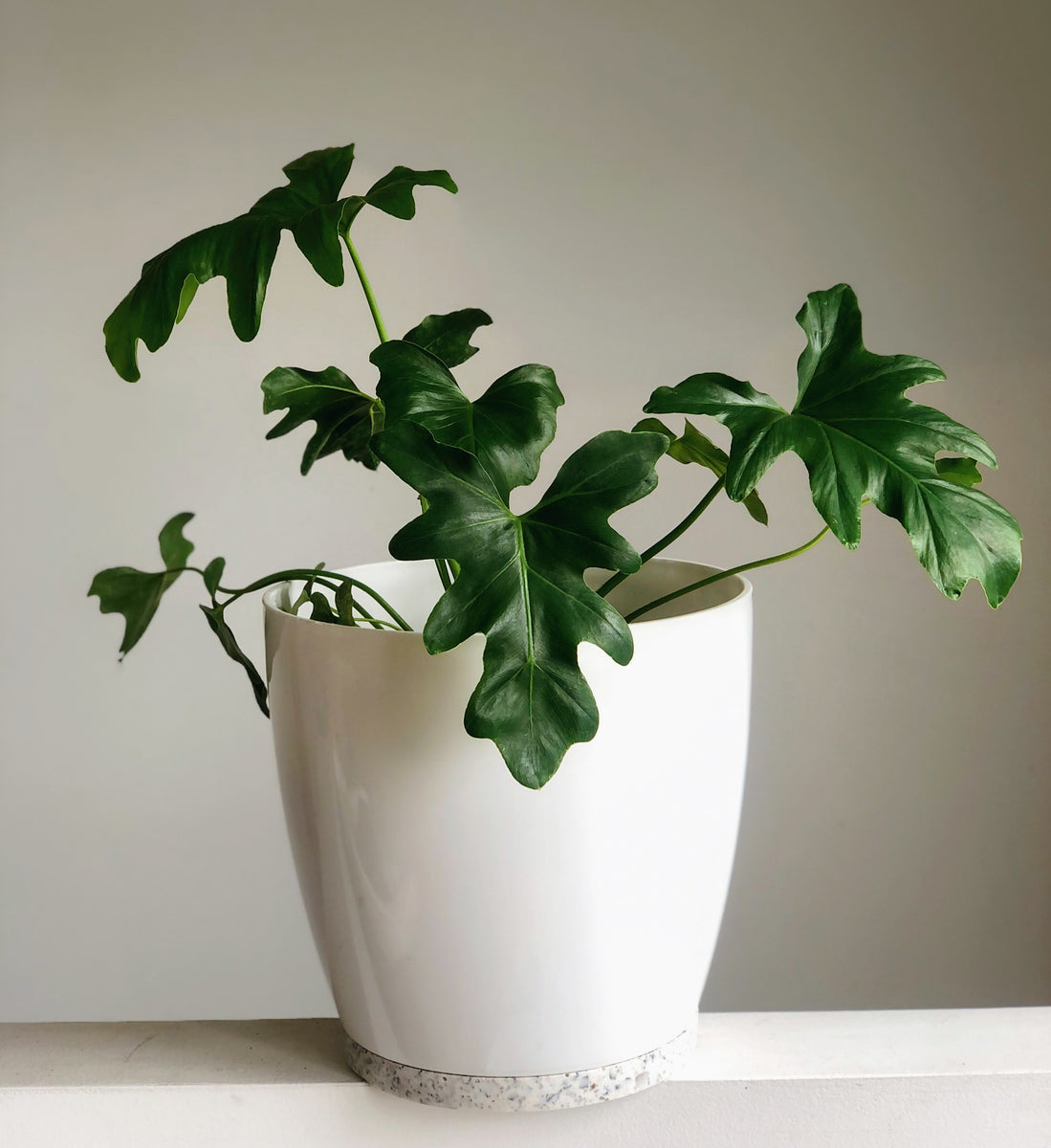Philodendron Wambe – JUNGLA