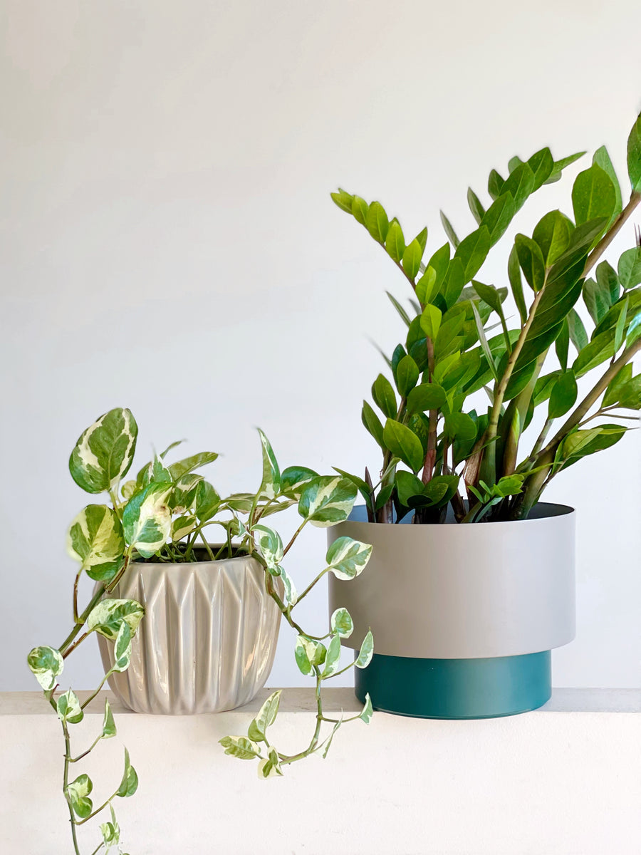 Potus Eio Variegado – JUNGLA